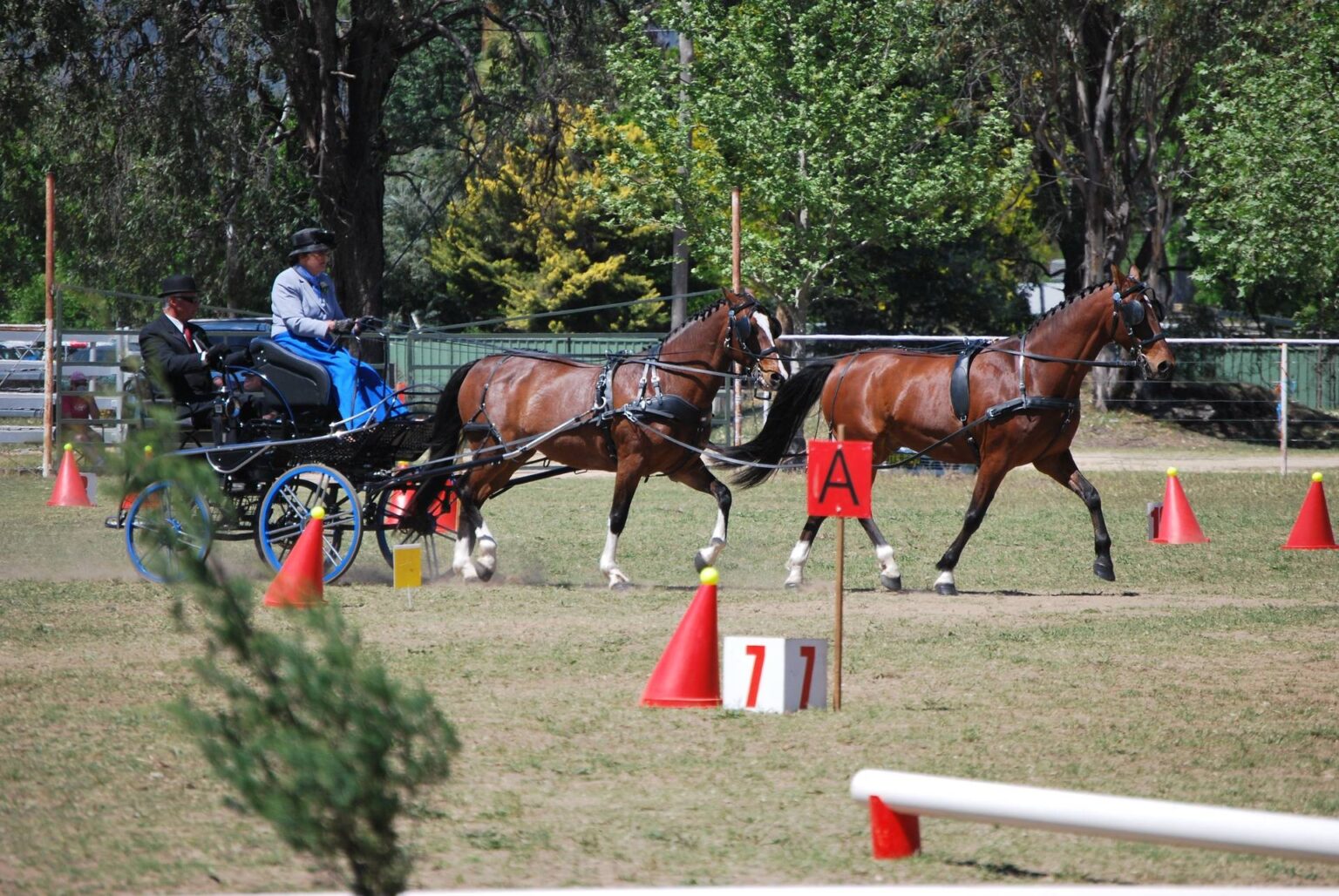 Home - Carriage Driving NSW