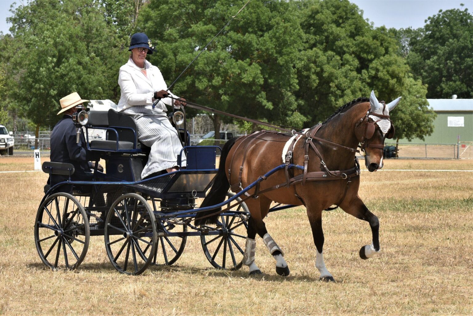 Upcoming Events - Carriage Driving NSW