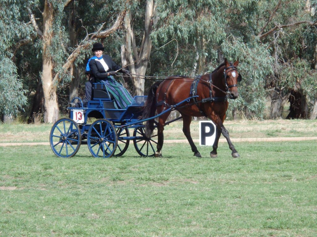 Home - Carriage Driving NSW