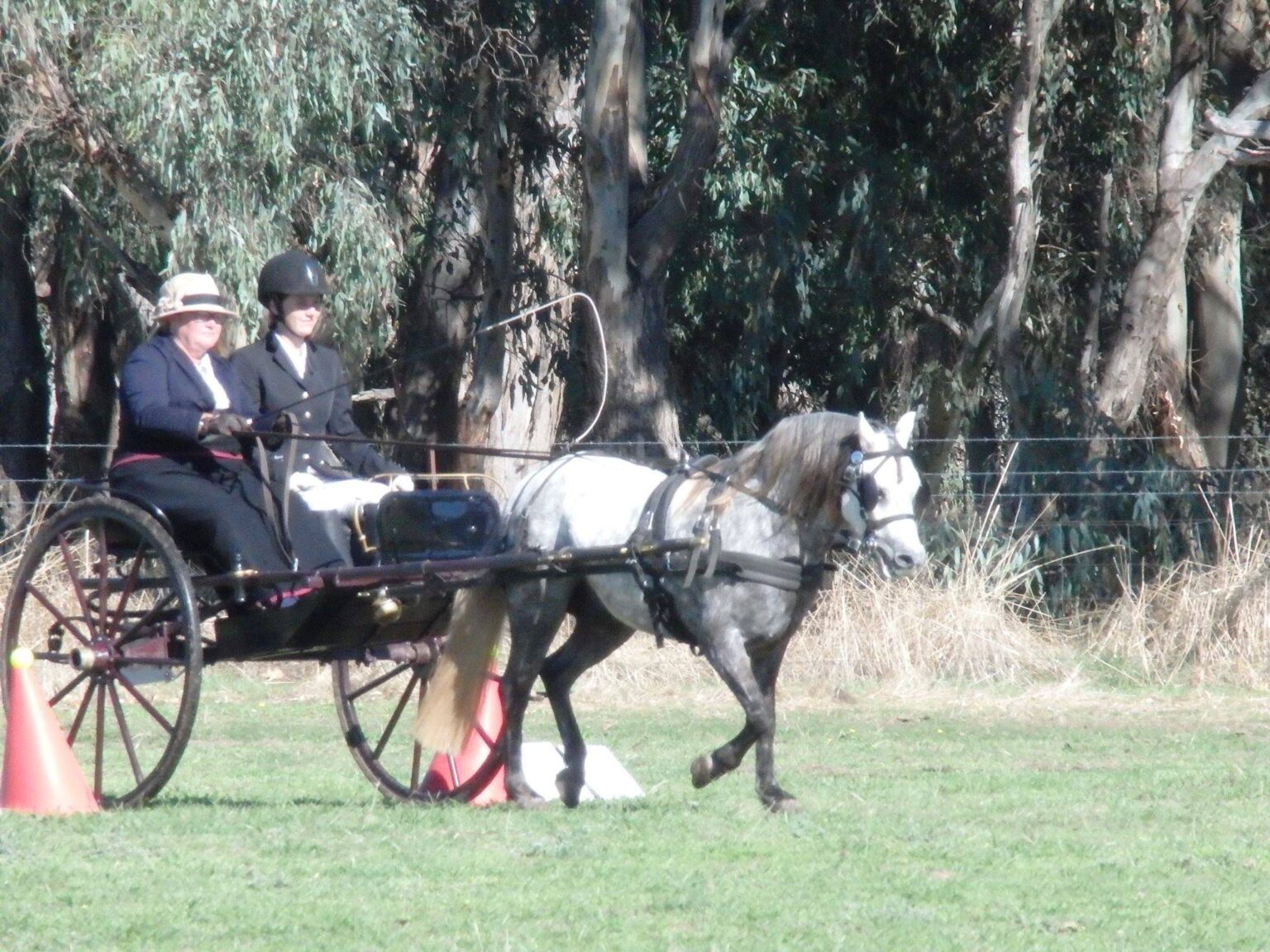 Home - Carriage Driving NSW