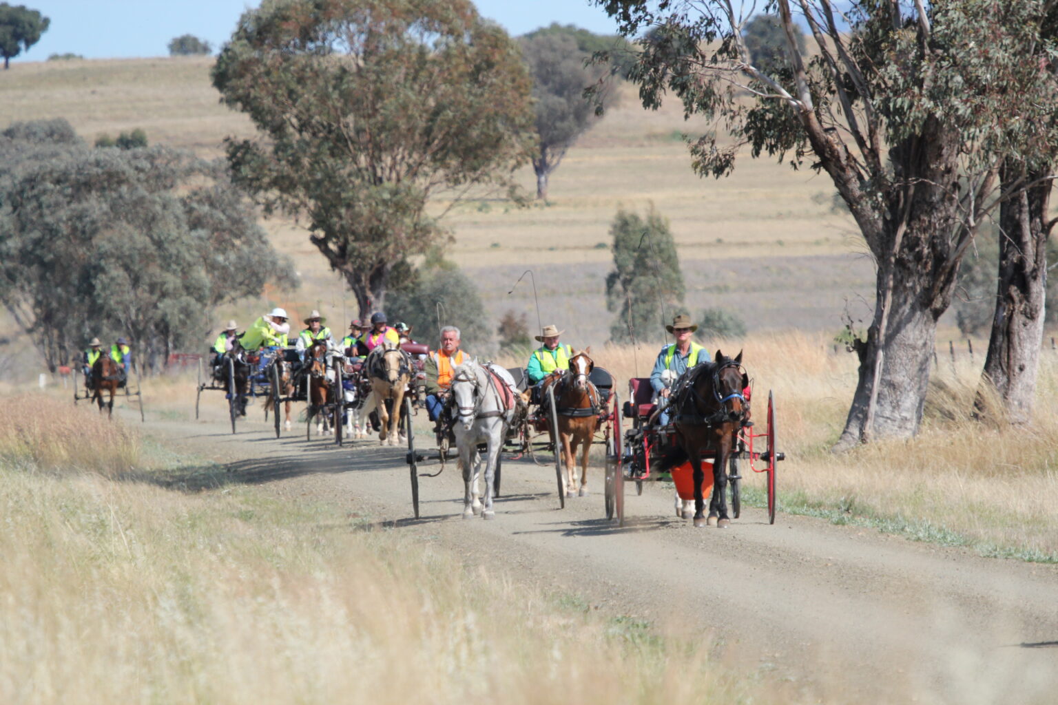 Upcoming Events - Carriage Driving NSW